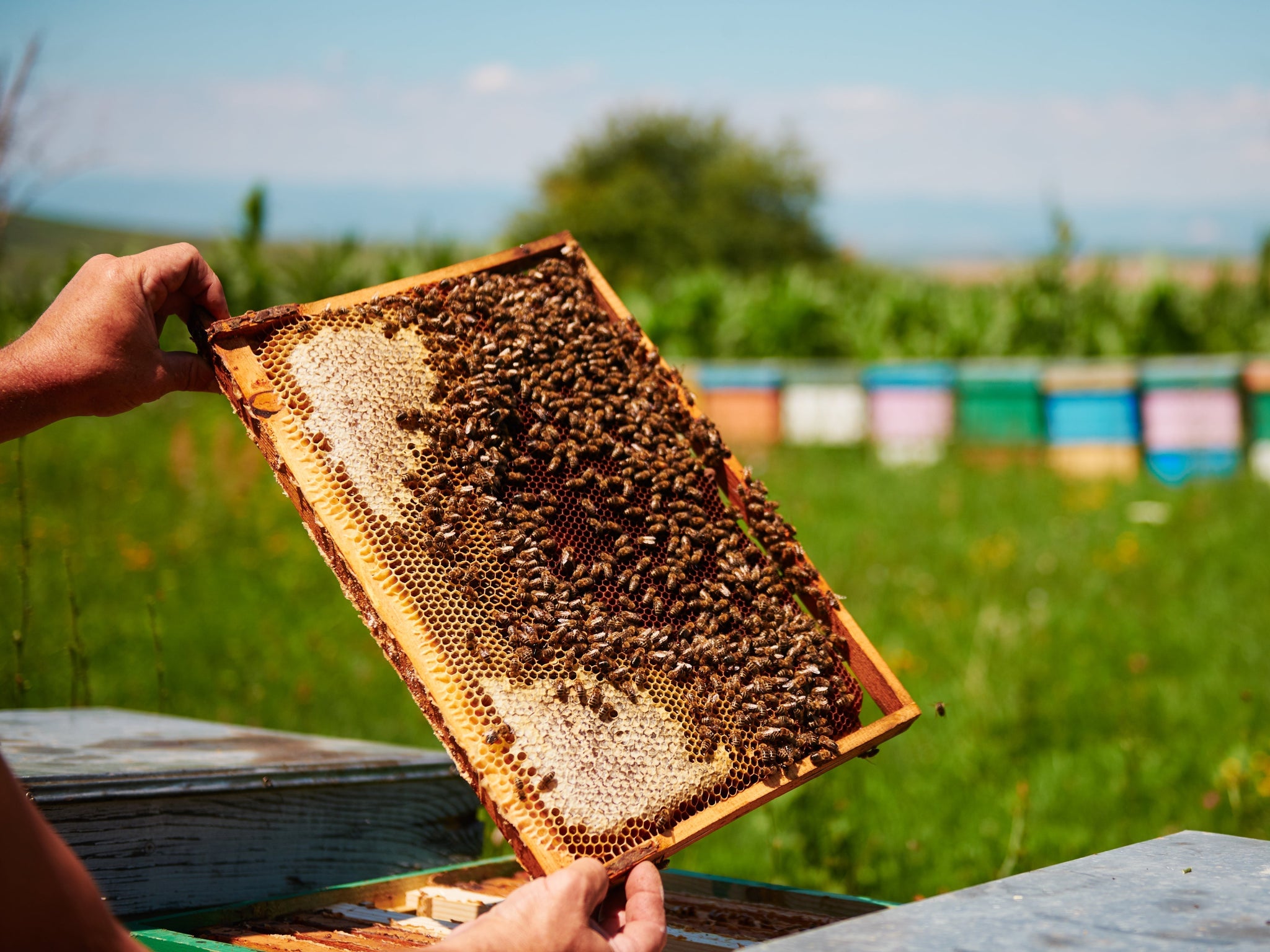 Why honey is the most sustainable sweetener? – Apiphen